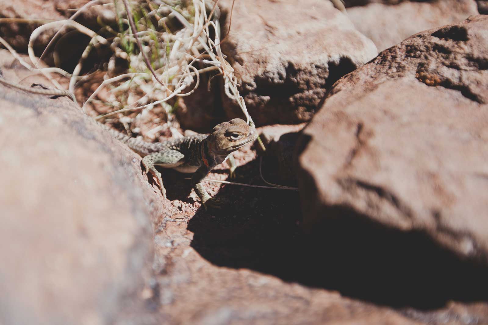 Are We There Yet? Western National Land Rover Rally - Rovers Magazine